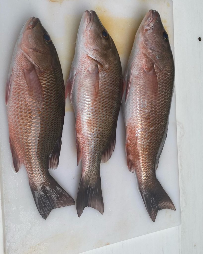 Epic Tails inshore, nearshore, and flats fishing trips