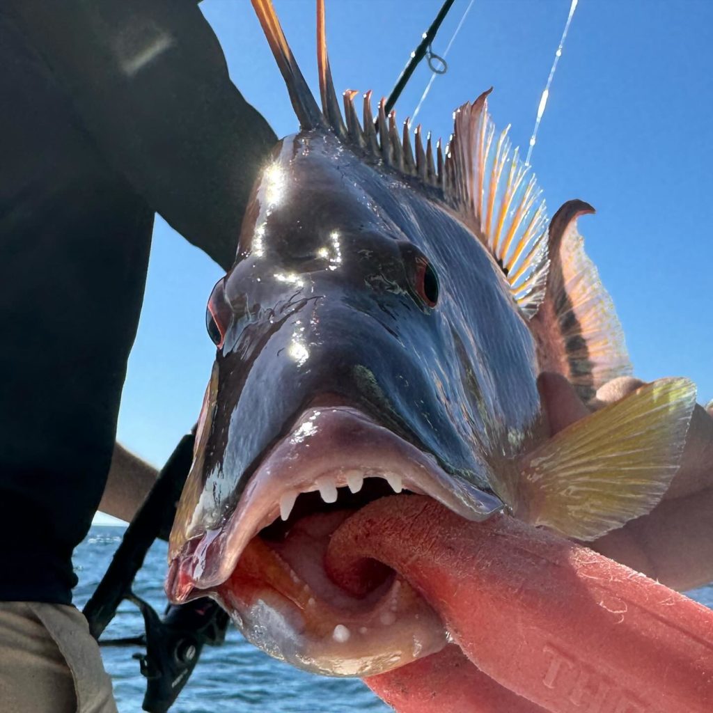 Epic Tails inshore, nearshore, and flats fishing trips